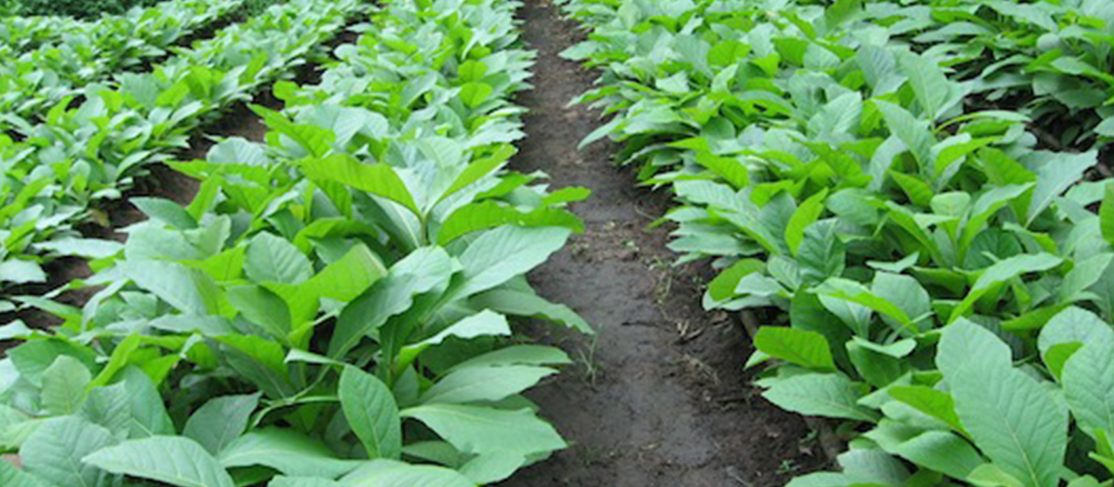 Abbey | Benedictine Abbey Ndanda